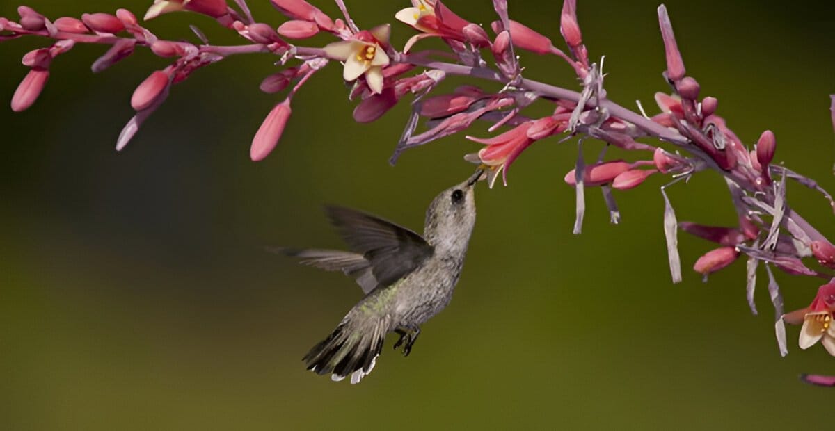 Red Yucca plant Care: Pruning Secrets for Thriving Plants