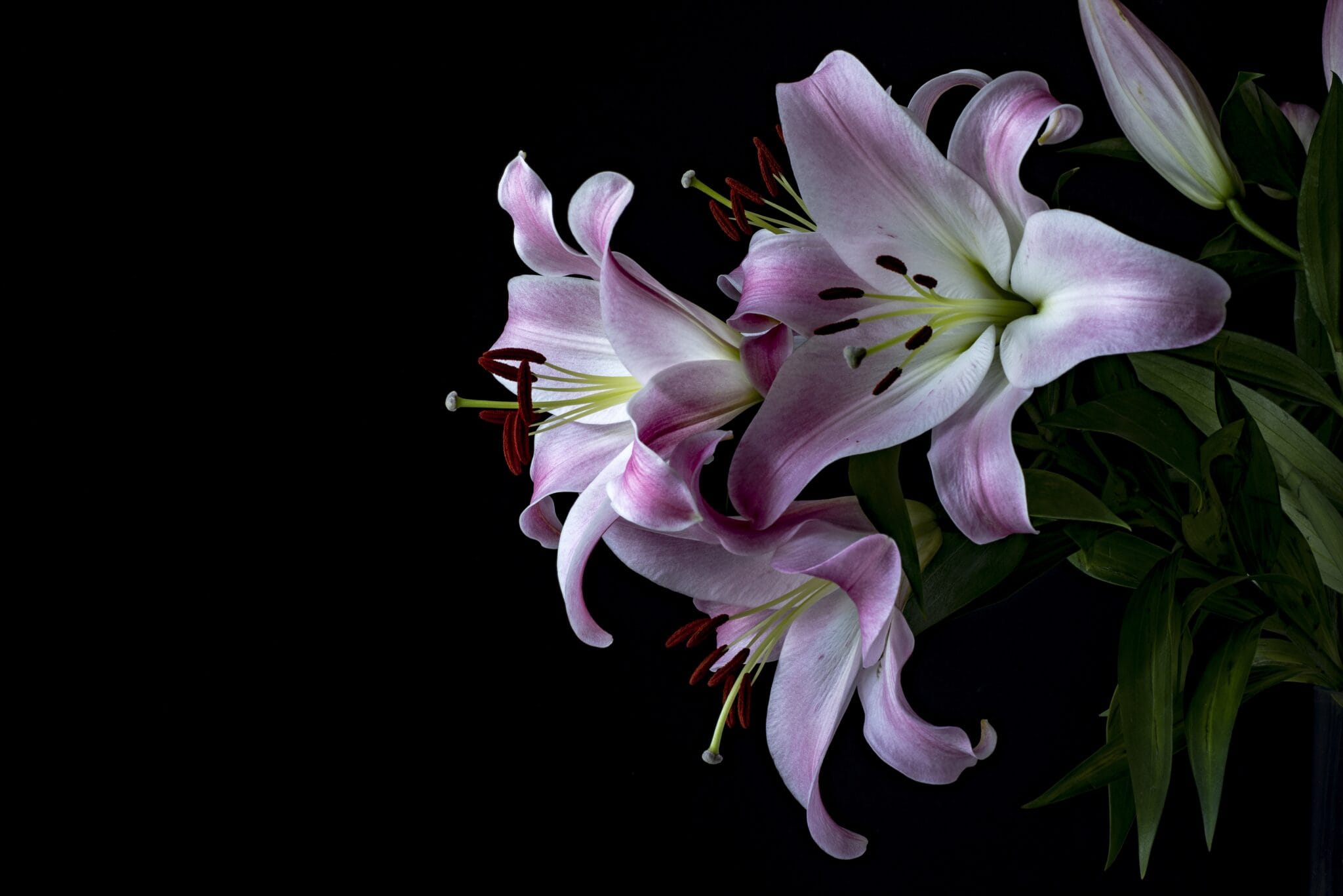 The Glorious Lilly flower: A Bloom of Timeless Beauty